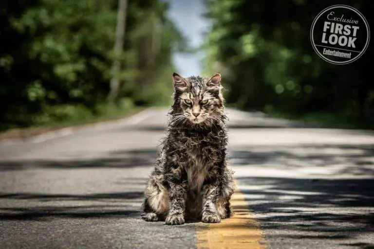 First Look At The New Pet Sematary Movie Is Here! - Wicked Horror